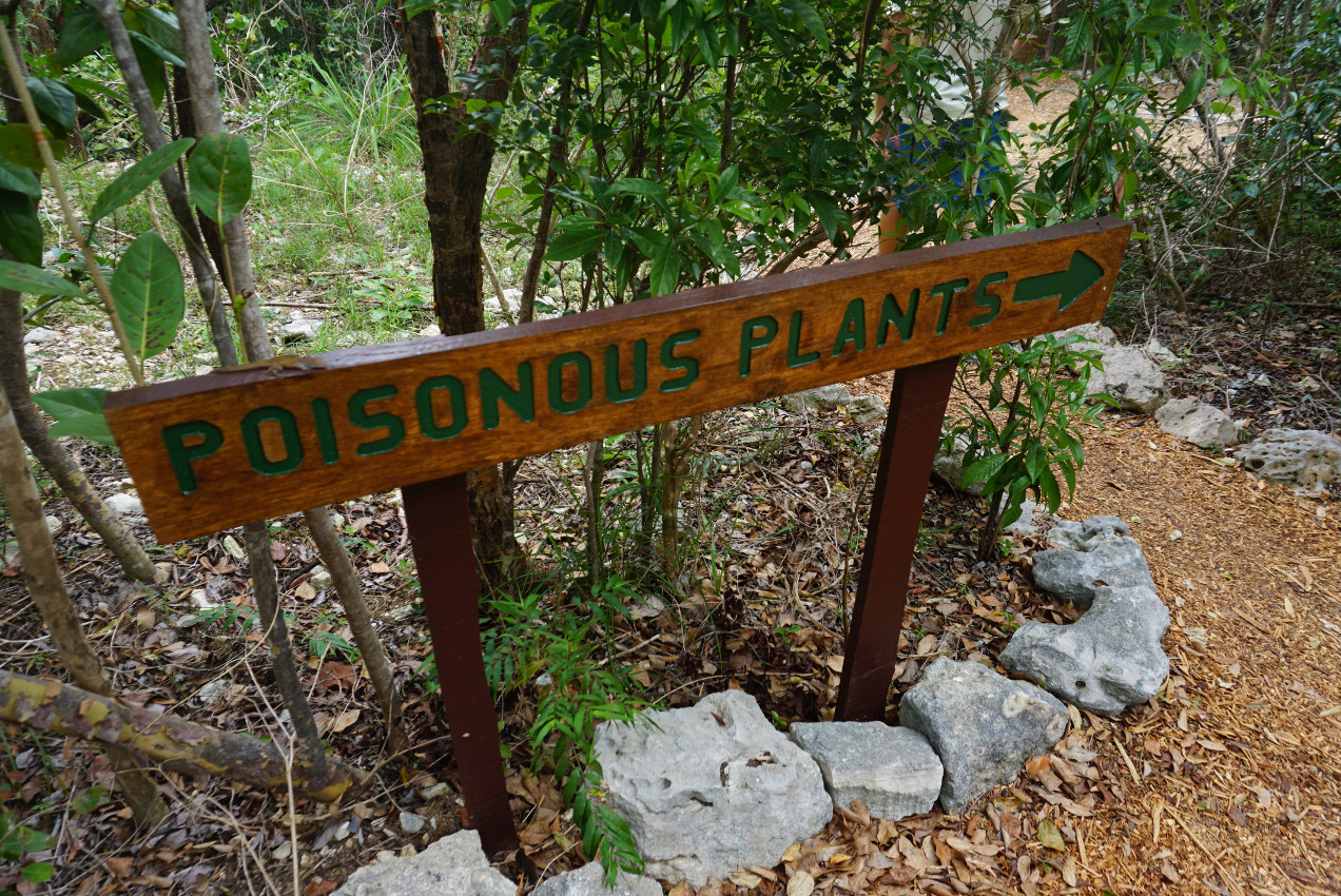 Leon Levy Native Plant Preserve in Governor’s Harbour [Bahamas] – Mary ...
